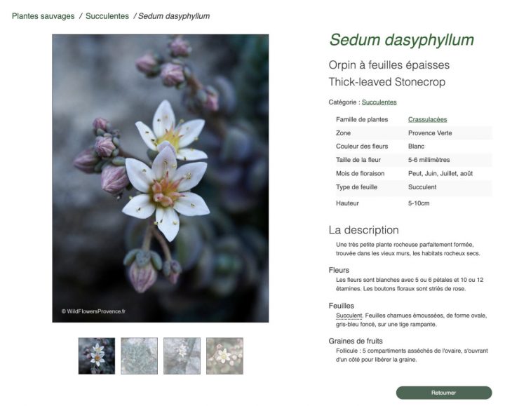 Fleurs et Plantes Sauvages en Provence Verte - un Guide
