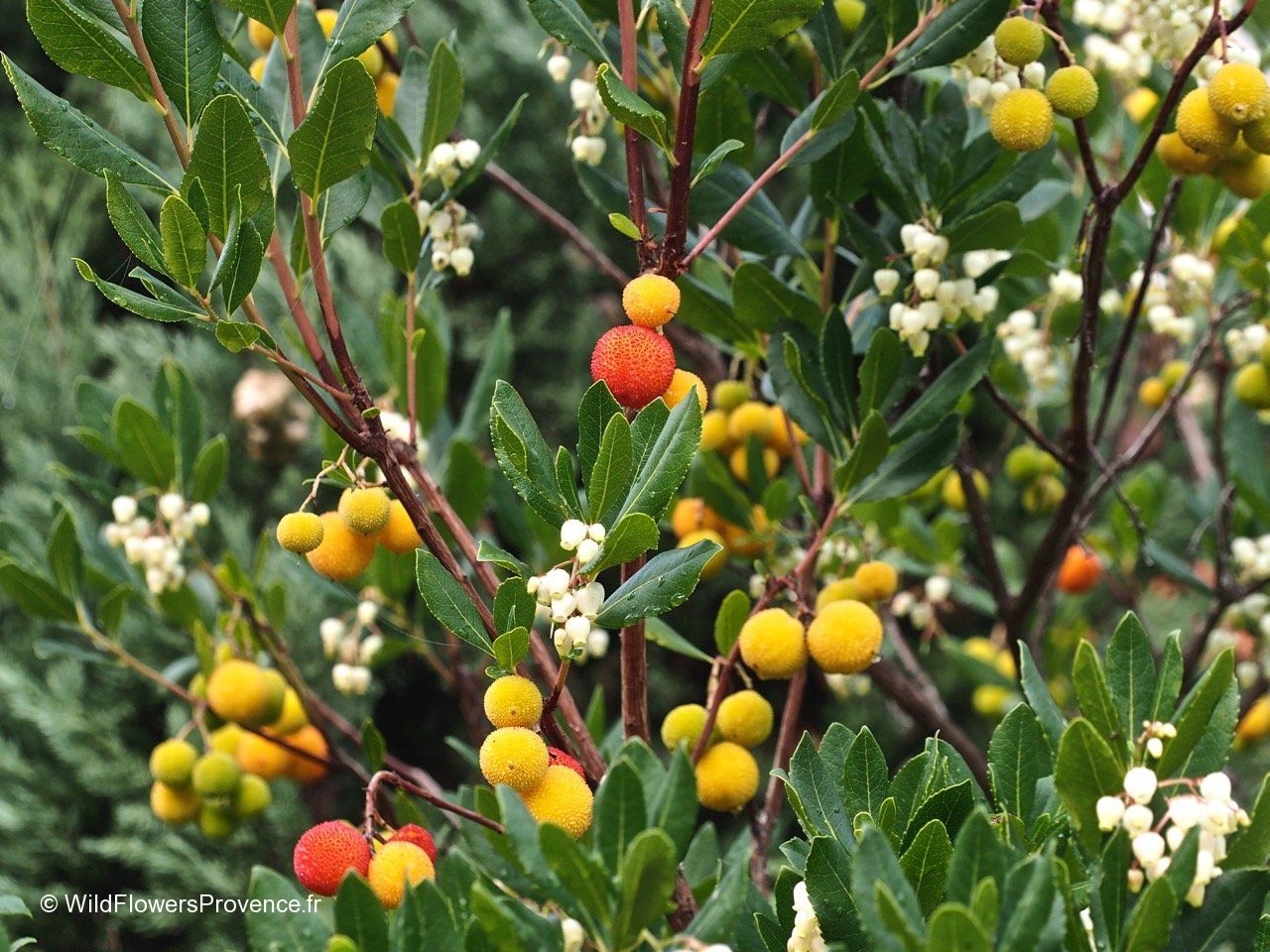 Arbutus unedo – Wild Flowers Provence