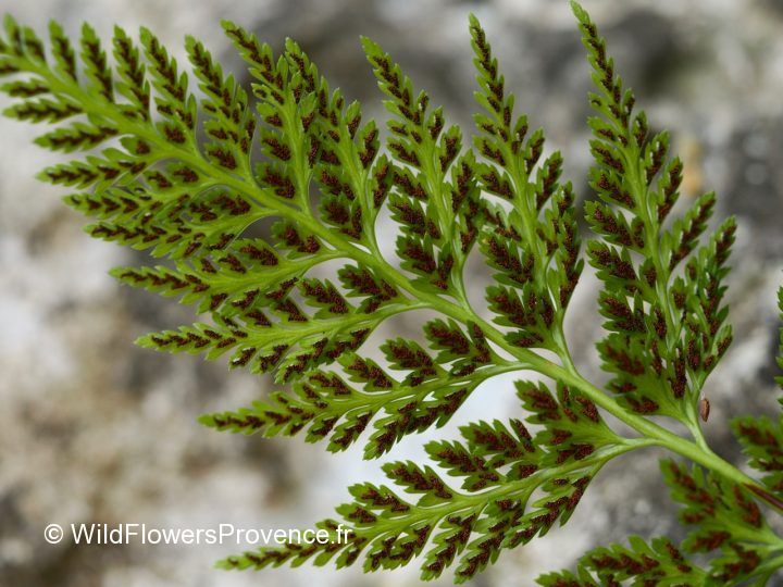 Asplenium onopteris - wild in Provence