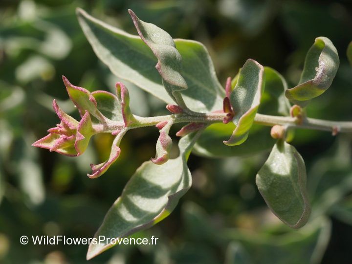Atriplex halimus - wild in Provence