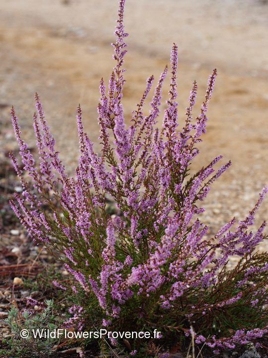 Calluna vulgaris - wild in Provence