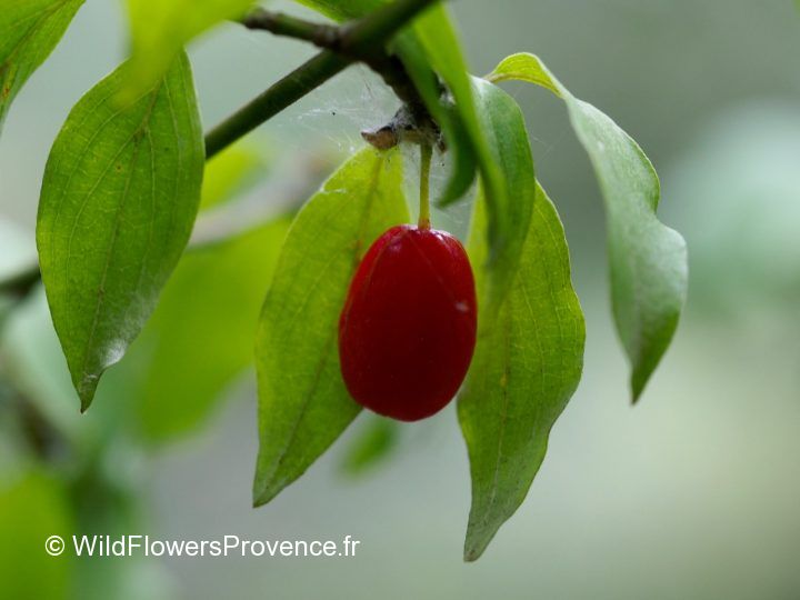 Cornus mas - wild in Provence