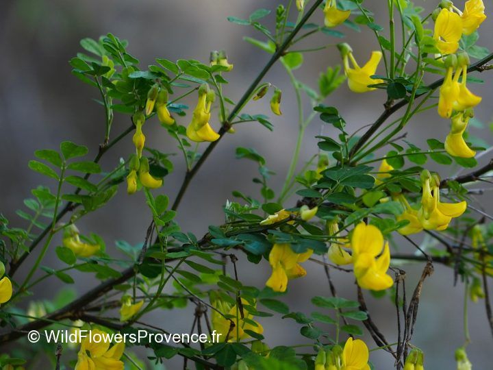 Coronilla emerus - wild in Provence
