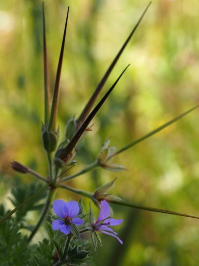 Erodium ciconium - wild in Provence