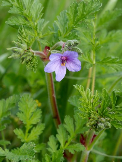 Erodium ciconium - wild in Provence