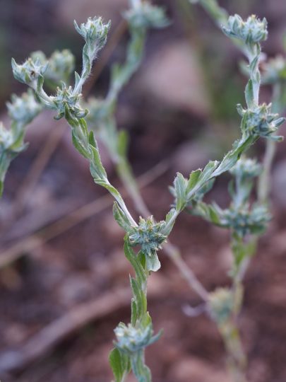 Filago vulgaris - wild in Provence