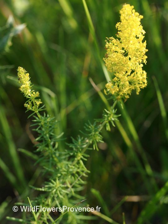 Galium verum - wild in Provence