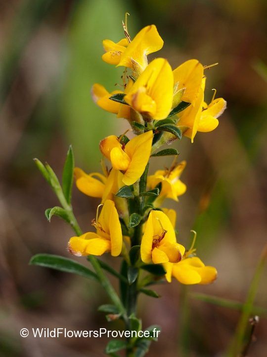 Genista cinerea - wild in Provence