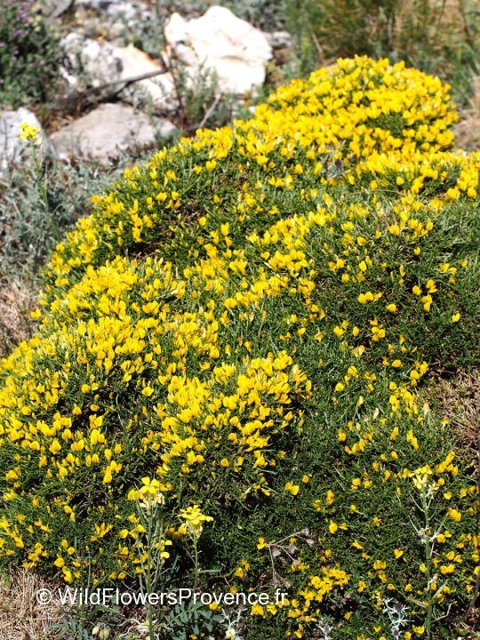 Wild Flowers Provence - photos & descriptions of 700 wild plants