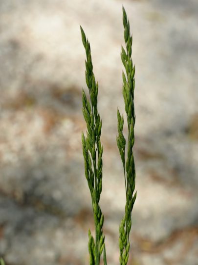 Hyparrhenia hirta - wild in Provence