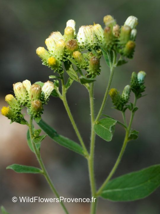 Inula conyza - wild in Provence