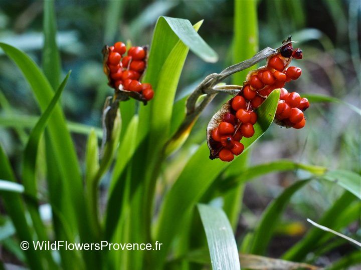 Iris foetidissima - wild in Provence