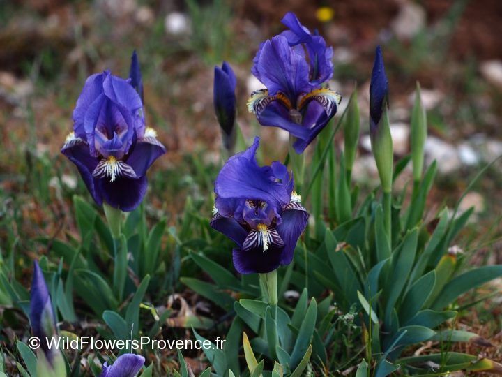 Iris lutescens - wild in Provence