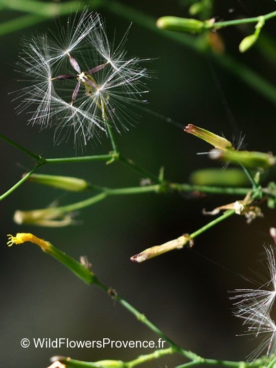 Lactuca muralis - wild in Provence