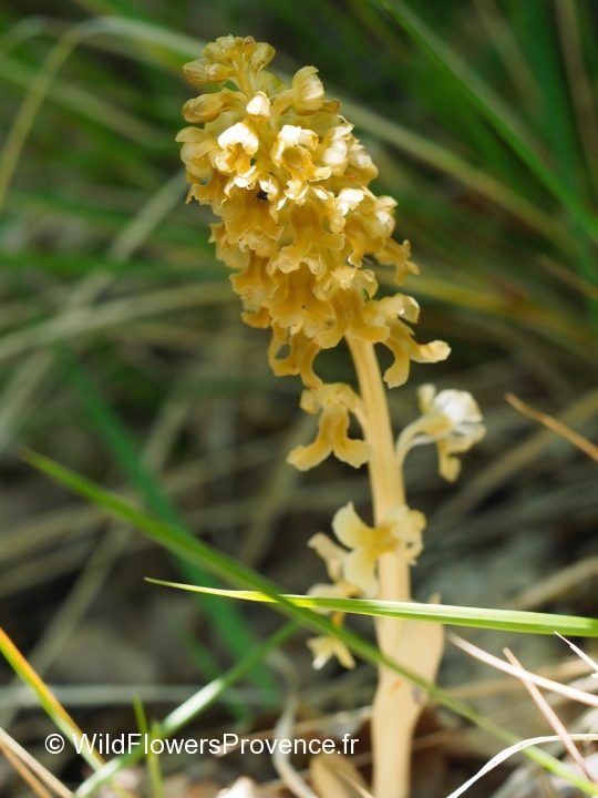Neottia nidus-avis - wild in Provence