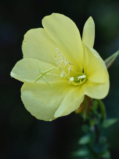 Oenothera biennis - wild in Provence