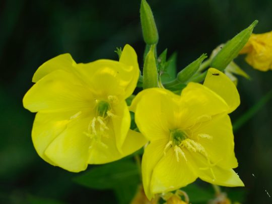 Oenothera biennis - wild in Provence