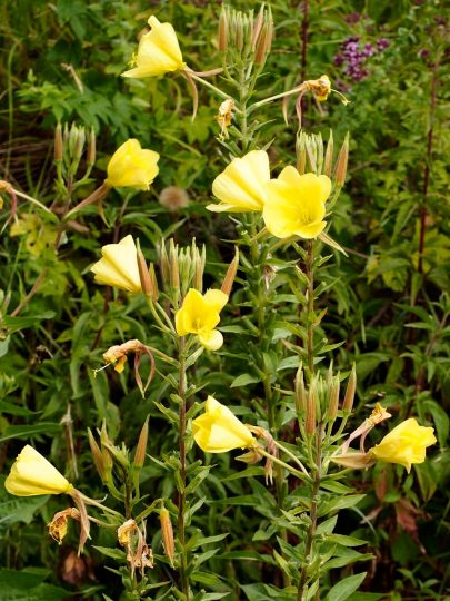 Oenothera biennis - wild in Provence