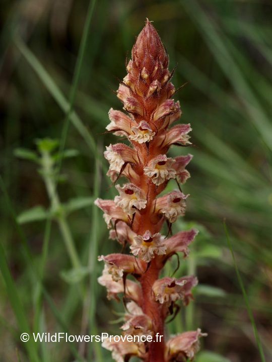 Orobanche alba - wild in Provence