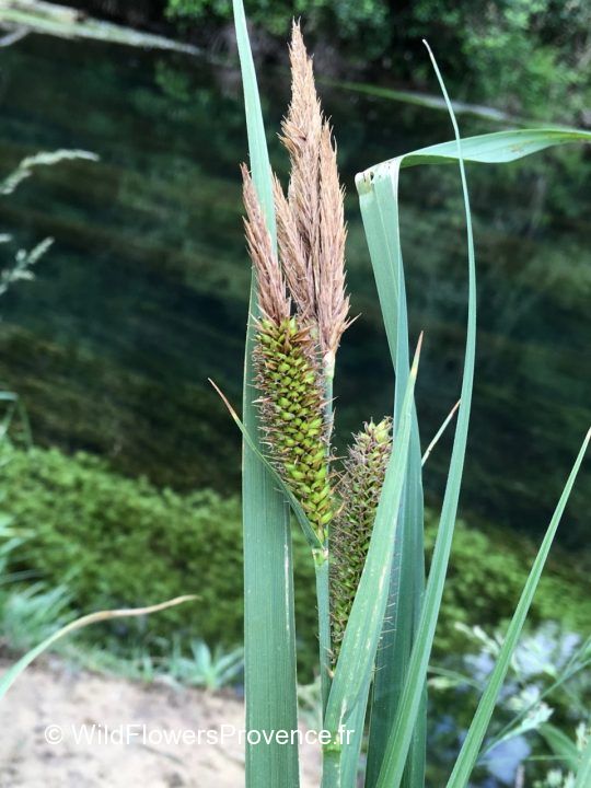 Phragmites australis - wild in Provence
