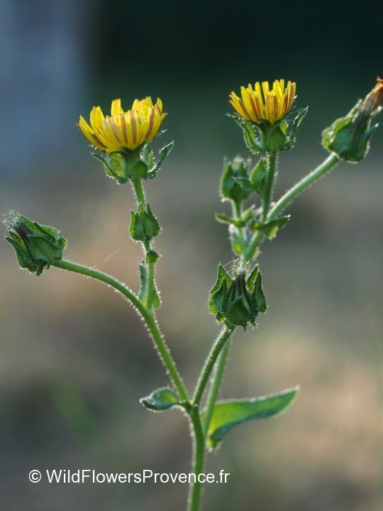 Picris echioides - wild in Provence