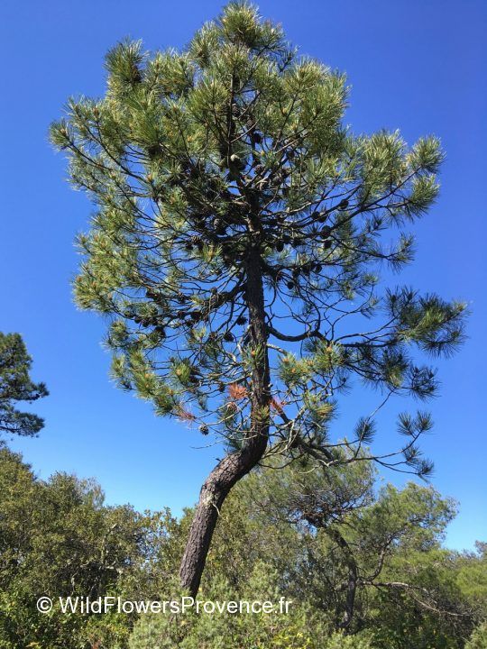 Pinus halepensis - wild in Provence