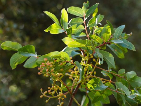 Pistacia terebinthus - wild in Provence
