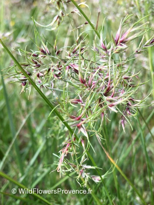 Poa bulbosa