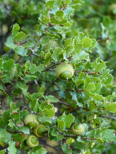 Quercus coccifera - wild in Provence