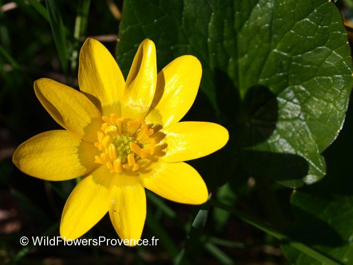 Ranunculus ficaria - wild in Provence