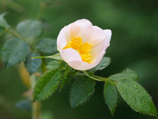 Rosa sempervirens - wild in Provence