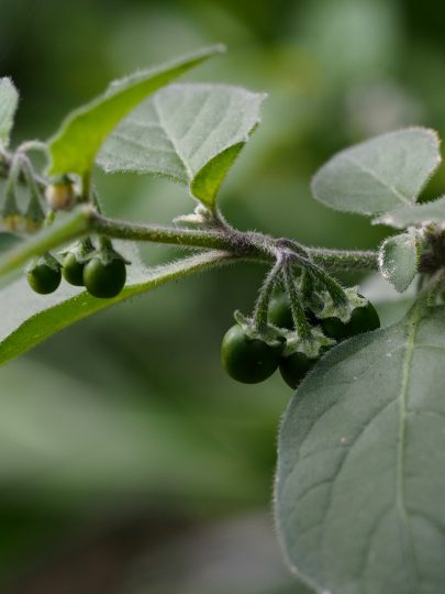 Solanum nigrum - wild in Provence