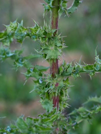 Sonchus asper - wild in Provence