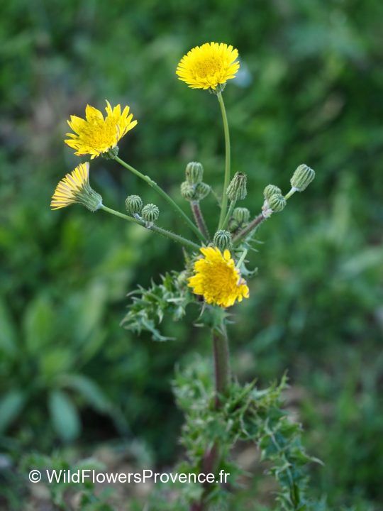 Sonchus asper - wild in Provence