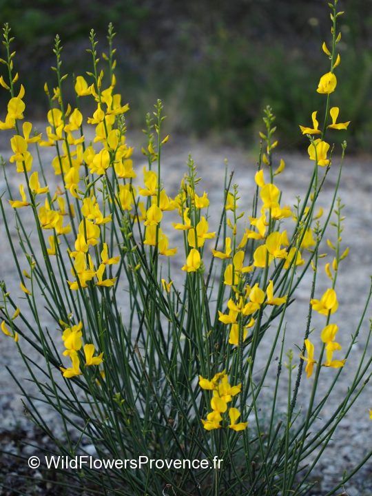 Spartium junceum - wild in Provence