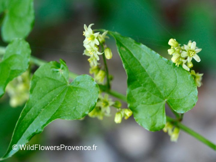 Tamus communis - wild in Provence