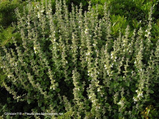 Teucrium flavum - wild in Provence