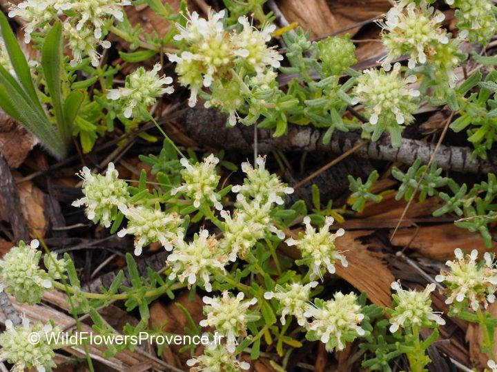 Teucrium polium - wild in Provence