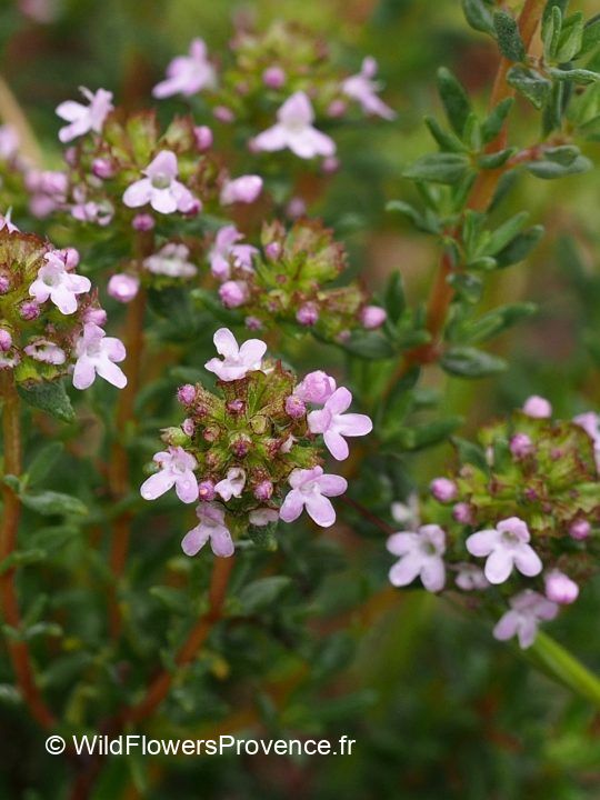 Thymus capitatus - wild in Provence