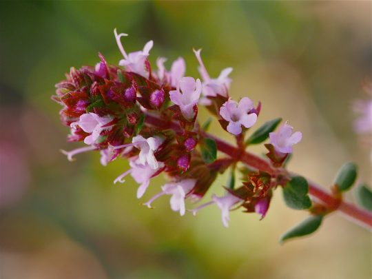 Thymus vulgaris - wild in Provence